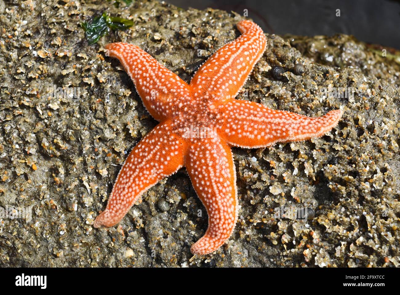 A starfish in a strange position on a beach or on rocks, looking dead ...