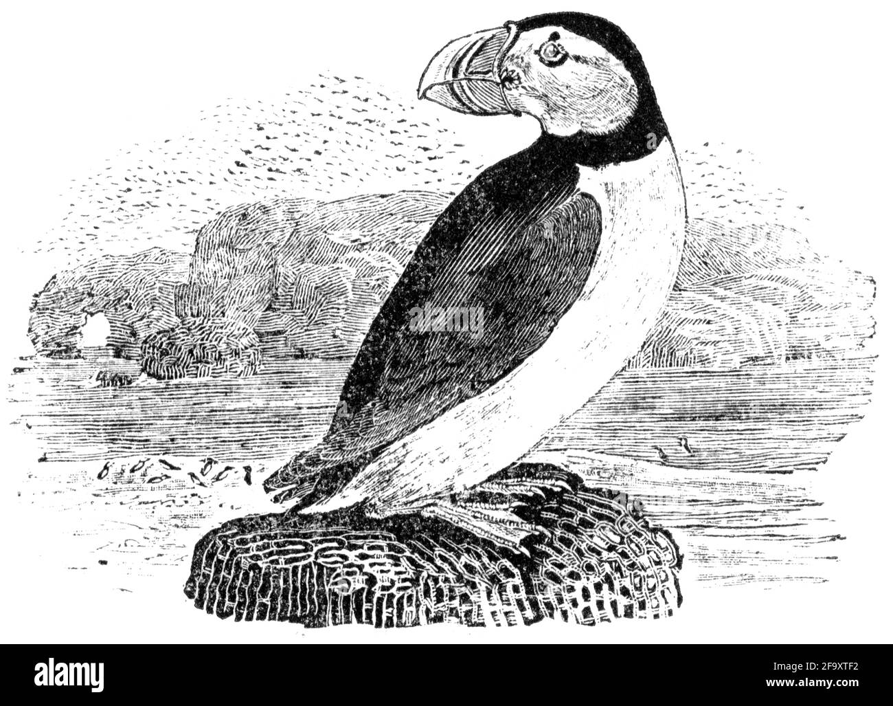 A bird engraved by Thomas Bewick from 'The History of British Birds' of ...