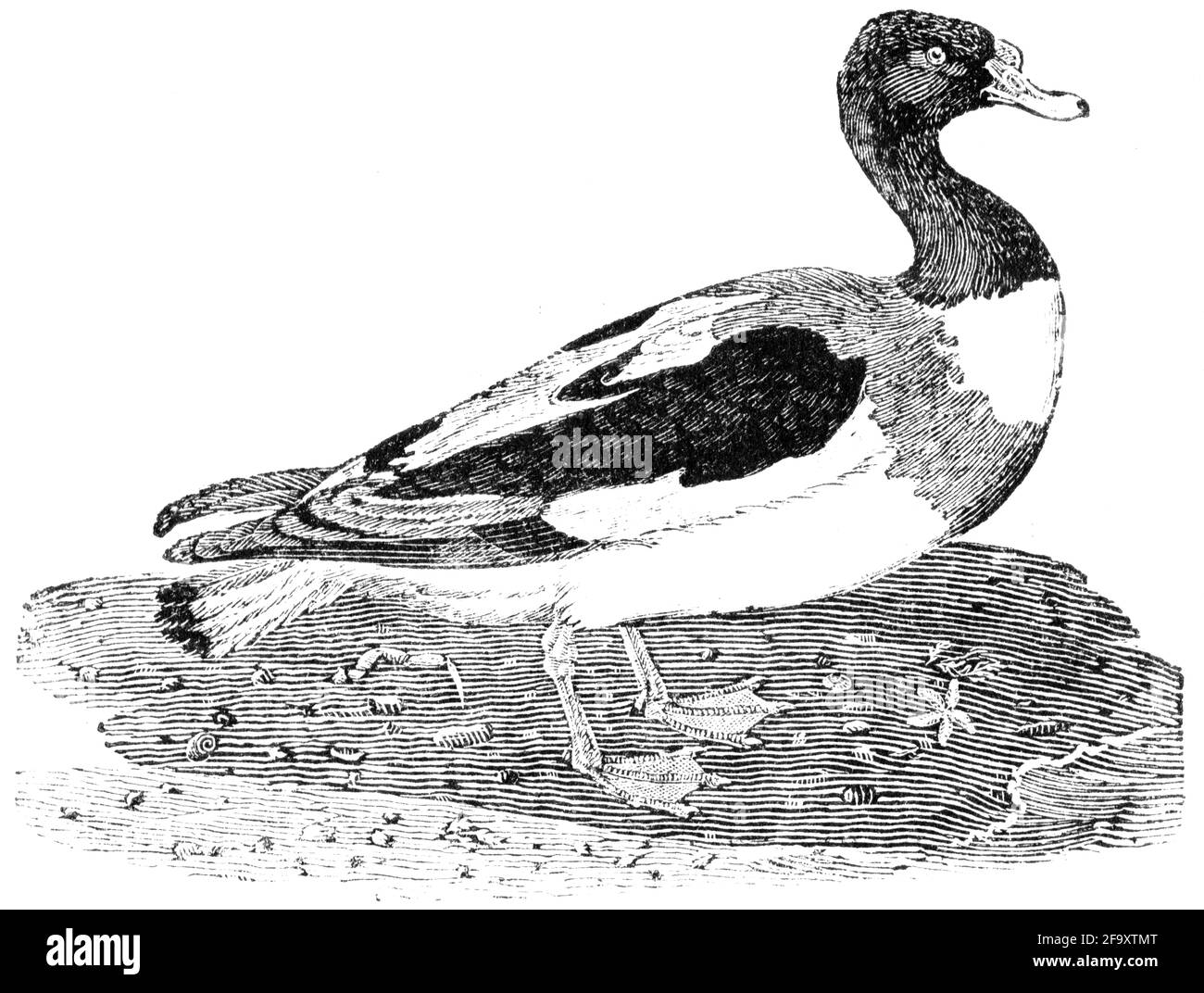 A bird engraved by Thomas Bewick from 'The History of British Birds' of ...