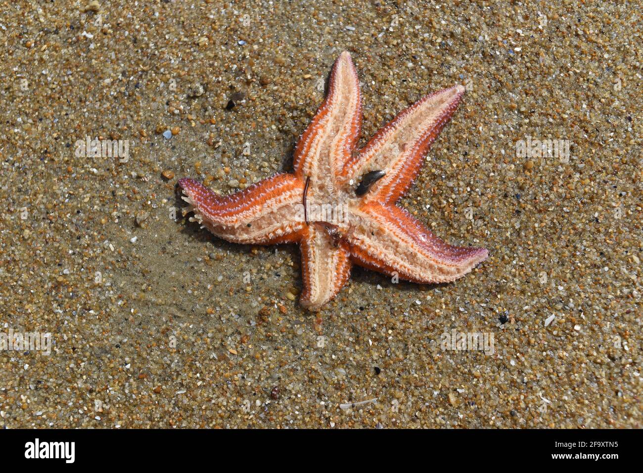 A starfish in a strange position on a beach or on rocks, looking dead ...