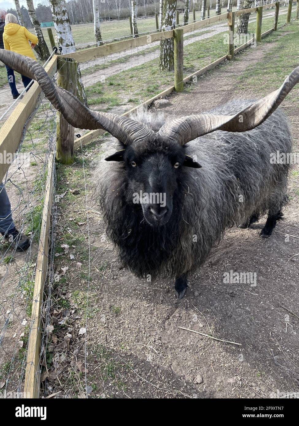 High angle closeup shot of a cute black goat at the park Stock Photo ...
