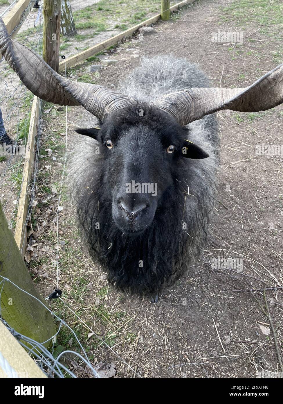 High angle closeup shot of a cute black goat at the farm Stock Photo ...
