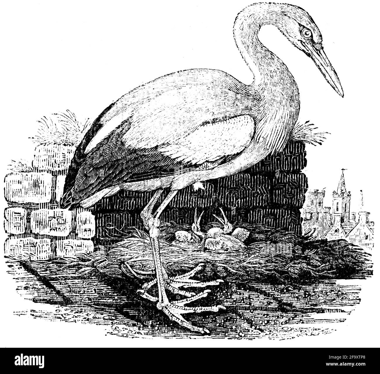A bird engraved by Thomas Bewick from 'The History of British Birds' of ...