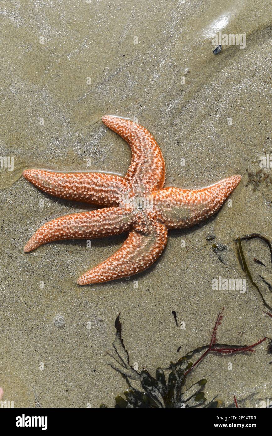 A starfish in a strange position on a beach or on rocks, looking dead ...