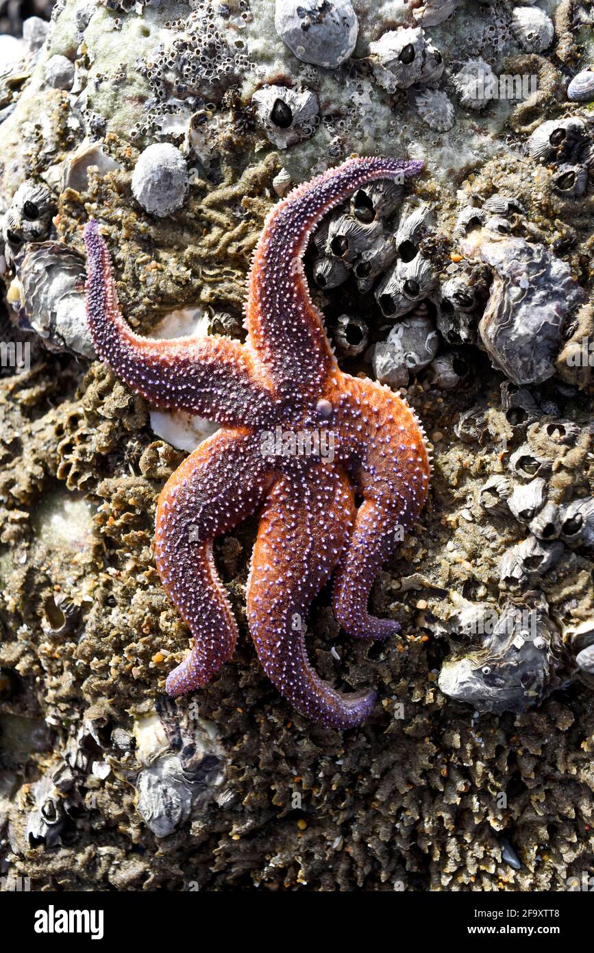 A starfish in a strange position on a beach or on rocks, looking dead ...