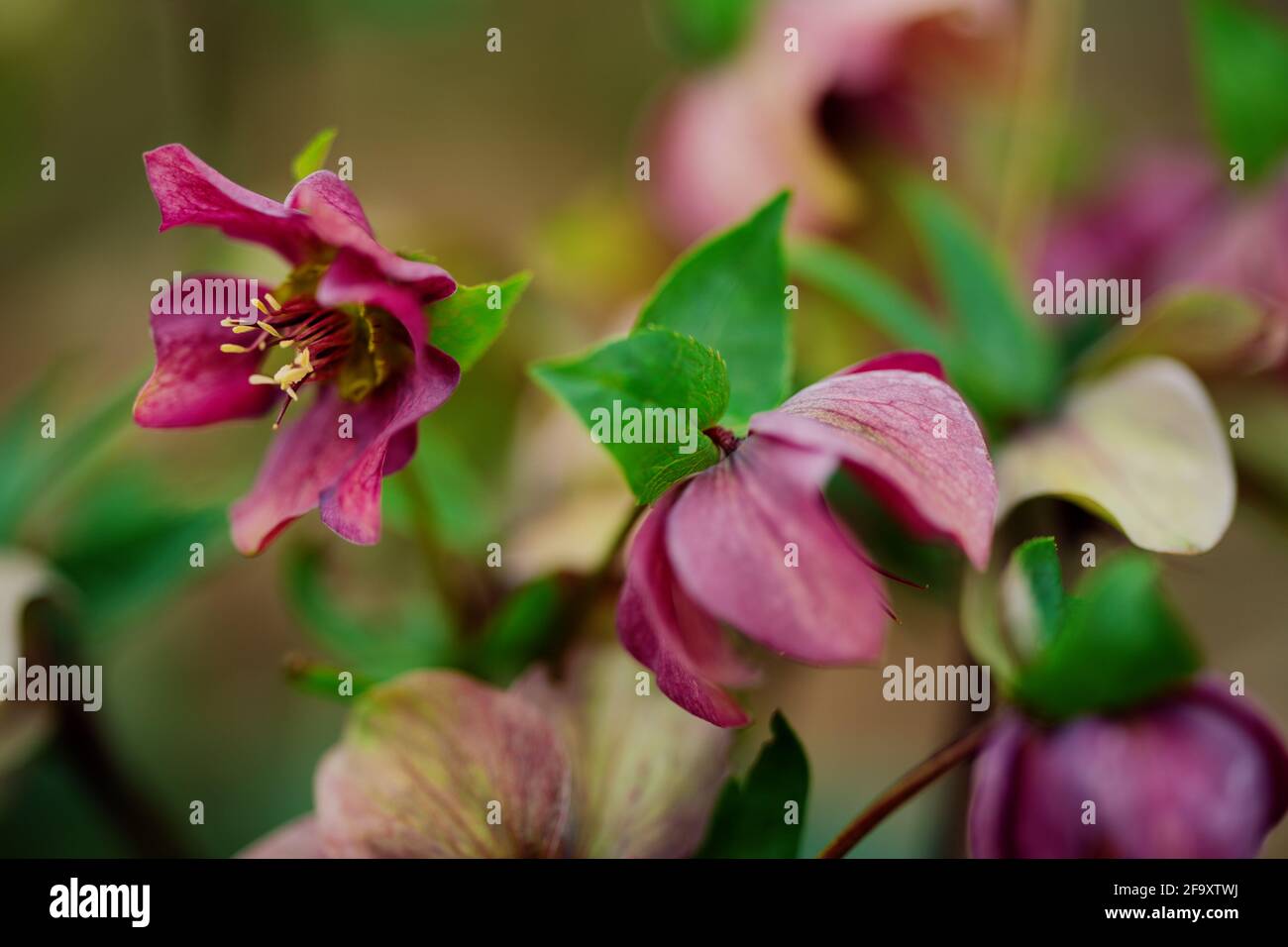 Lenten roses hi-res stock photography and images - Alamy