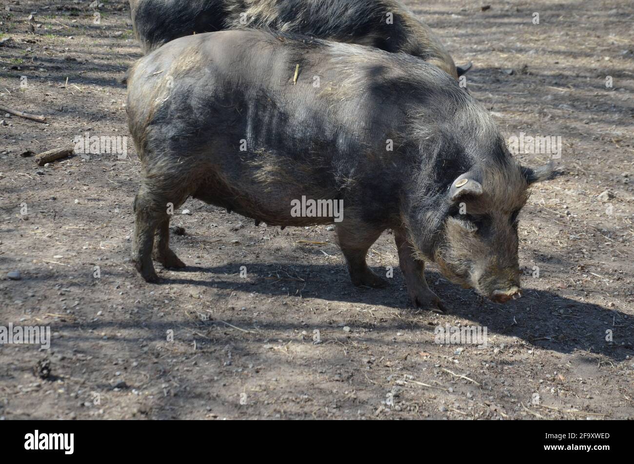 Munchner miniaturschwein hi-res stock photography and images - Alamy