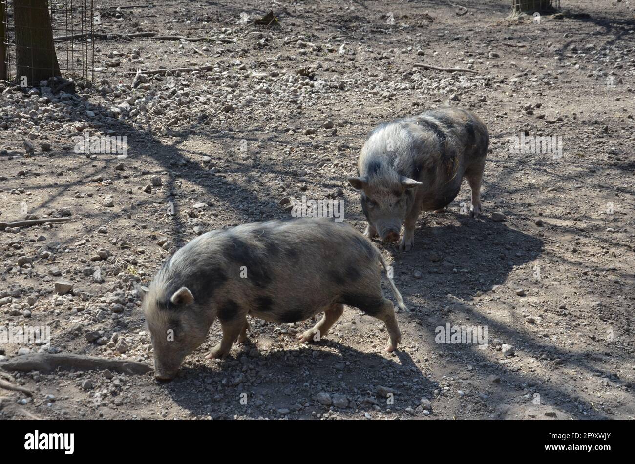 Gottingen miniature hi-res stock photography and images - Alamy