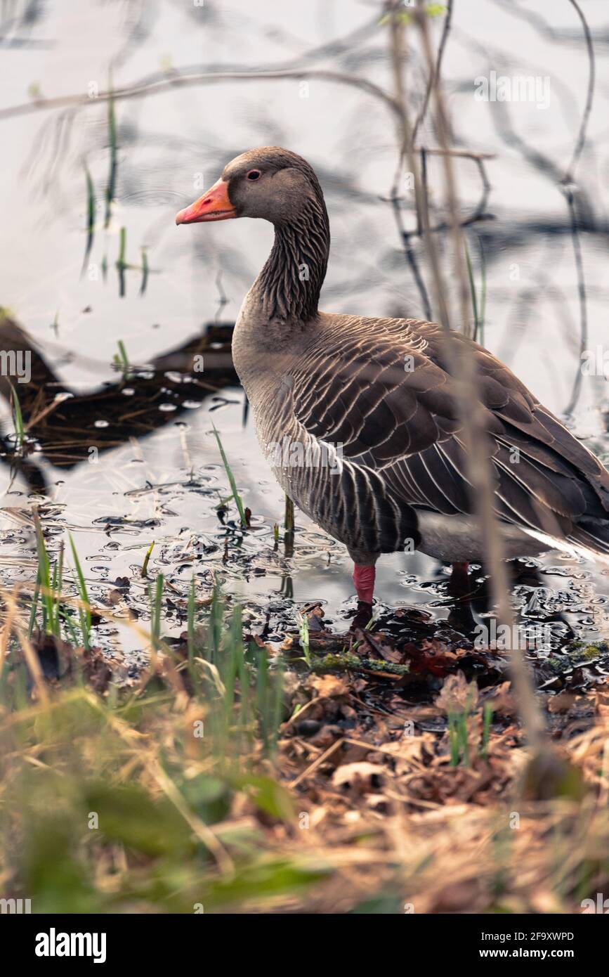 Red neck goose hi-res stock photography and images - Alamy