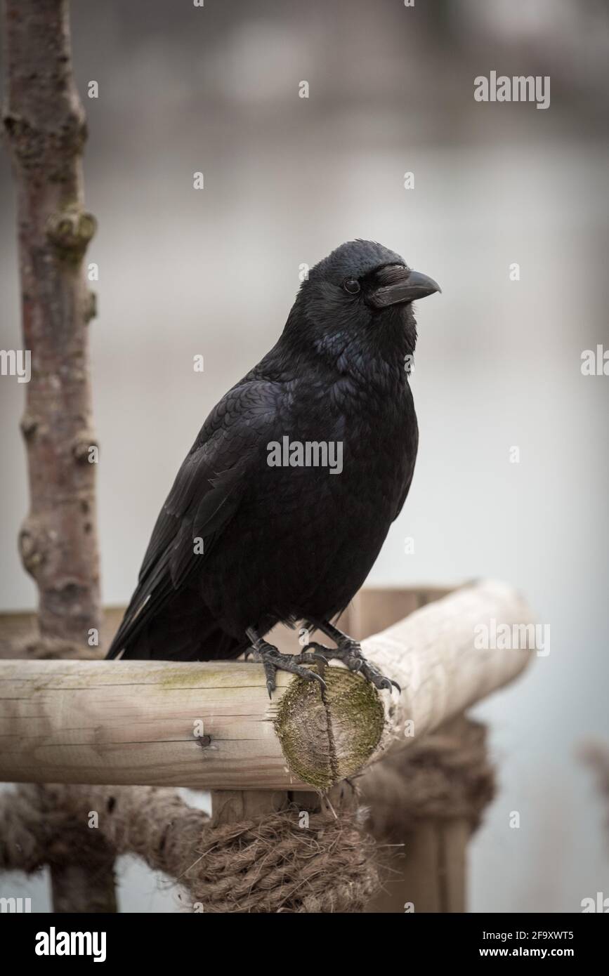Raven wings hi-res stock photography and images - Alamy