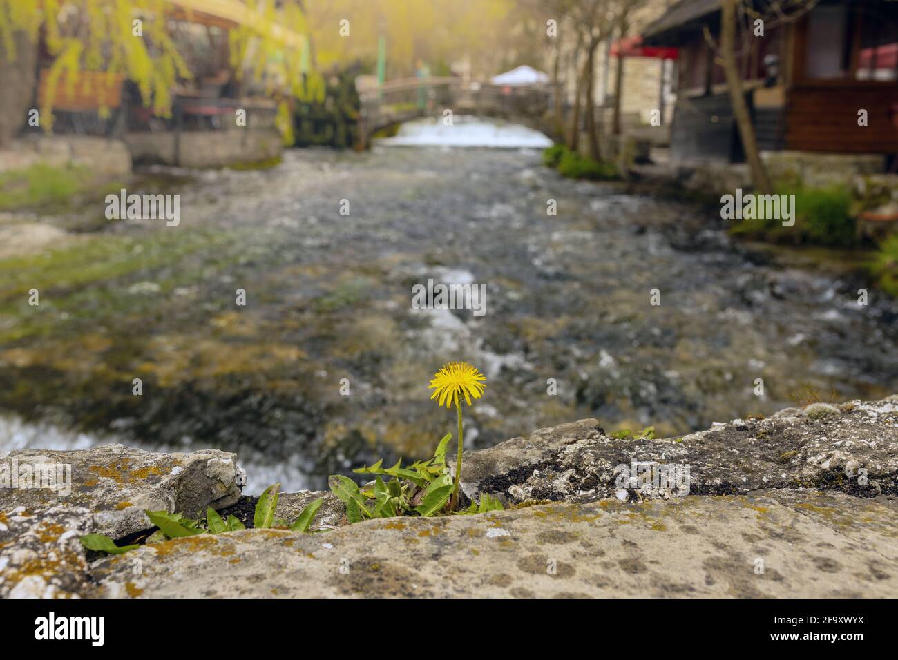 Selective focus of a dandelion growing on a cracked surface against a ...
