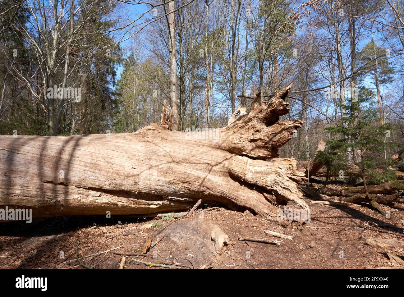 Dead log in forest hi-res stock photography and images - Alamy