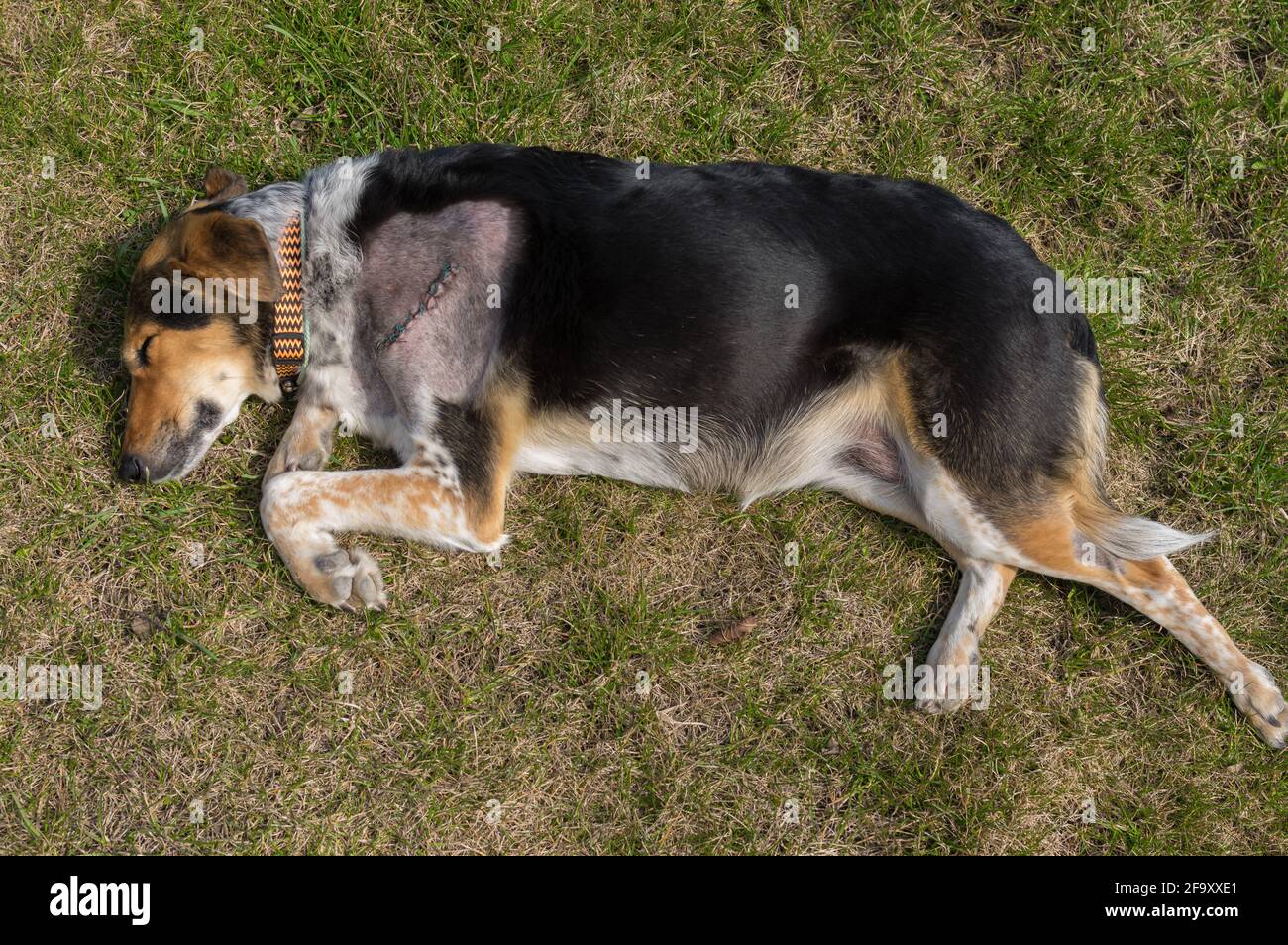 Broken shoulder blade hi-res stock photography and images - Alamy