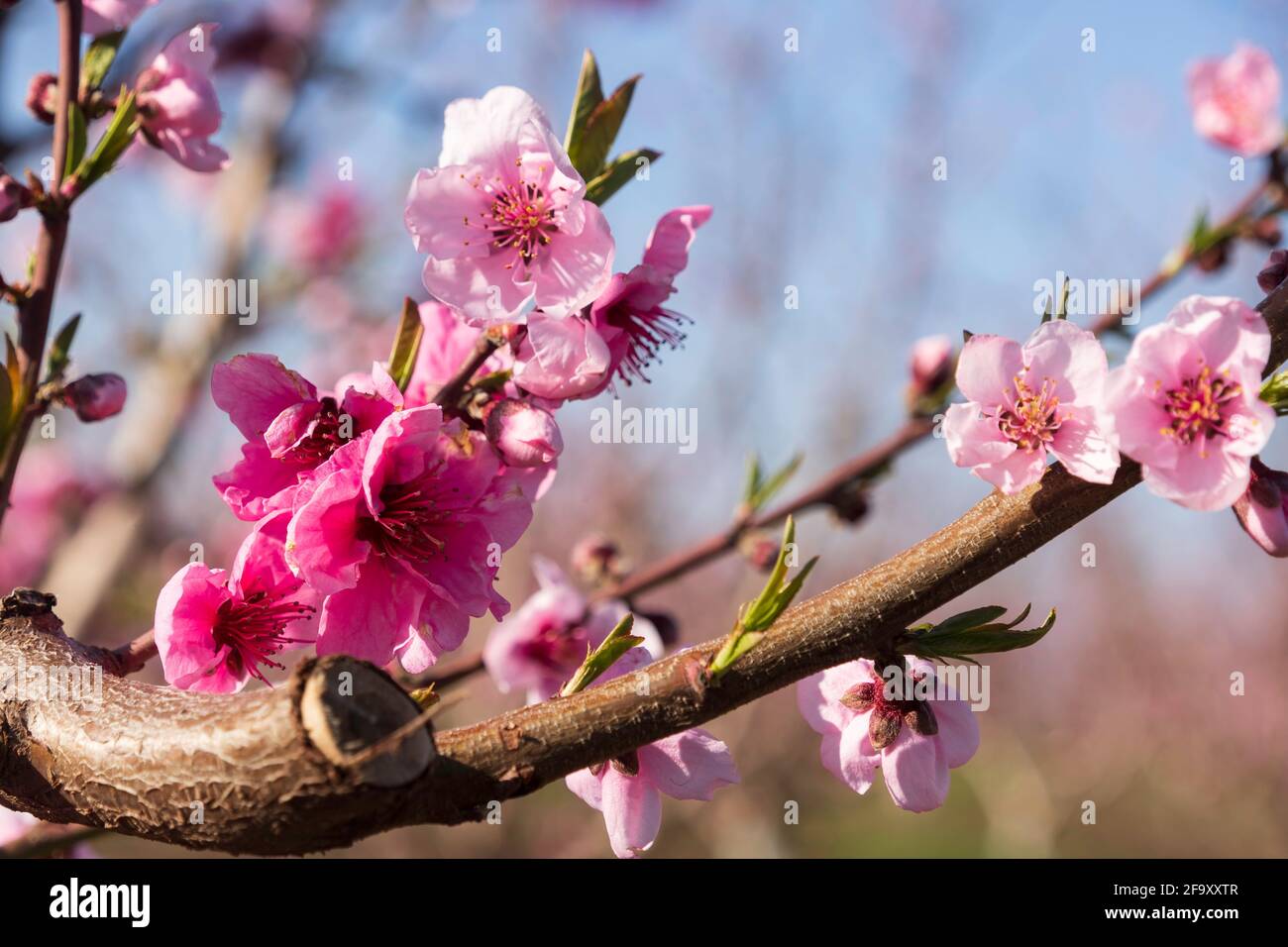 Pink flowers on branches of nectarine tree close up against blue sky ...