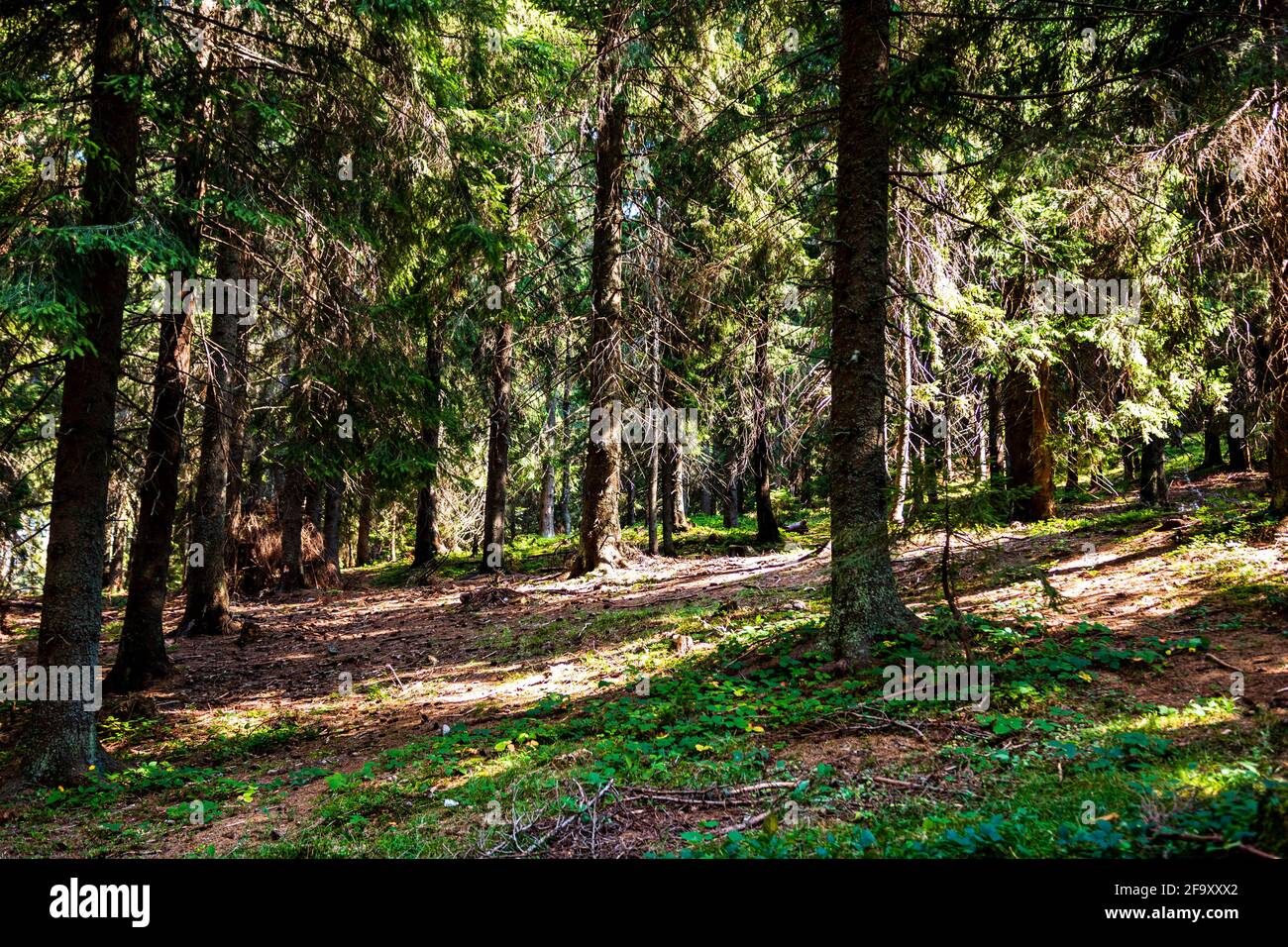 View through forest trees, sunlights over the mountain forest details ...