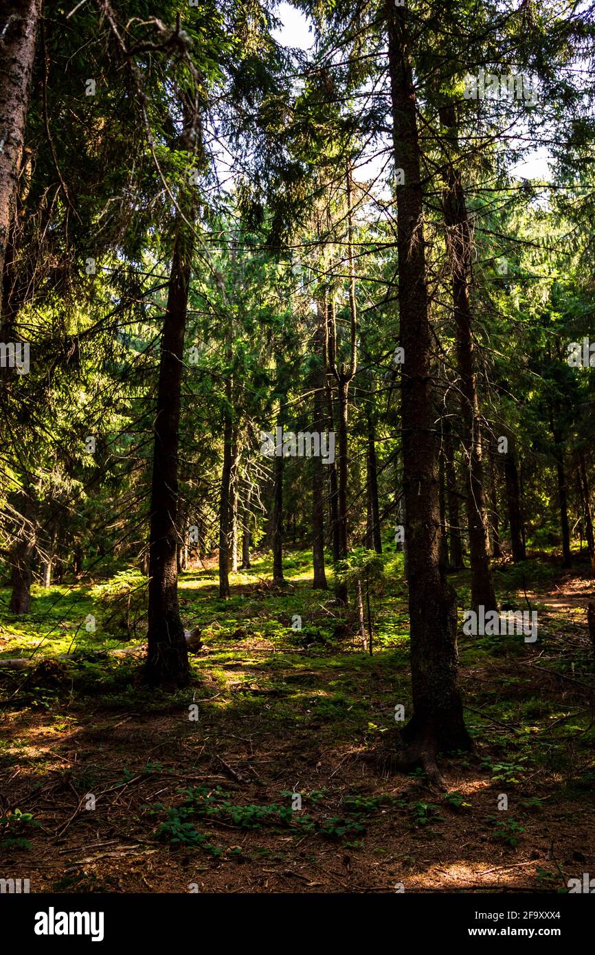 View through forest trees, sunlights over the mountain forest details ...