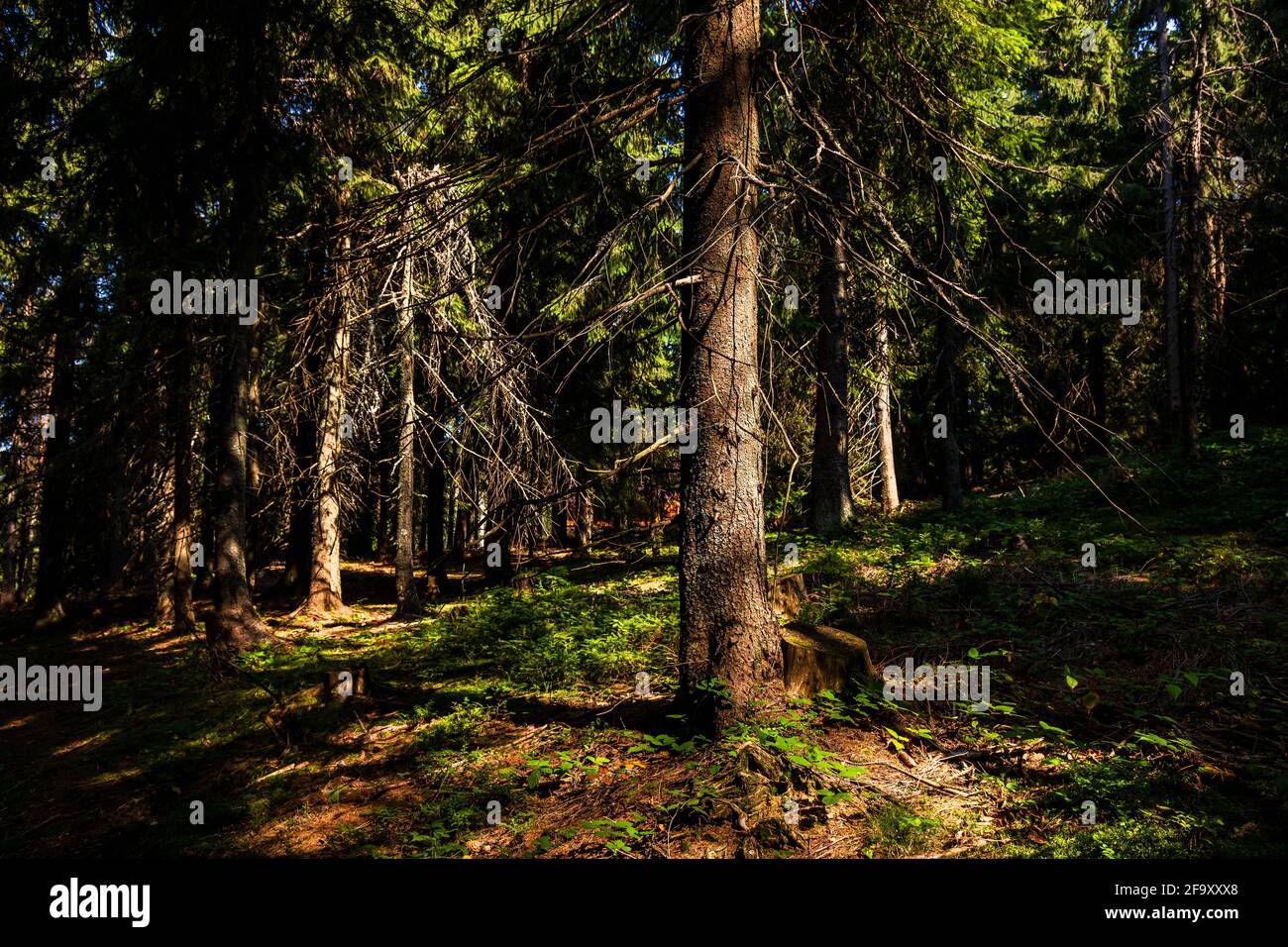 View through forest trees, sunlights over the mountain forest details ...