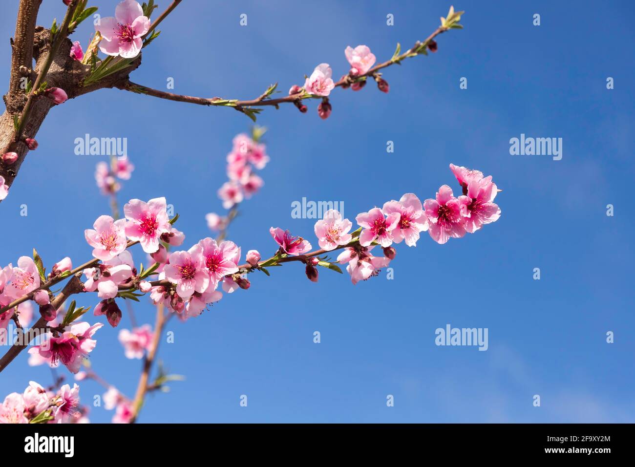 Nectarine tree hi-res stock photography and images - Alamy