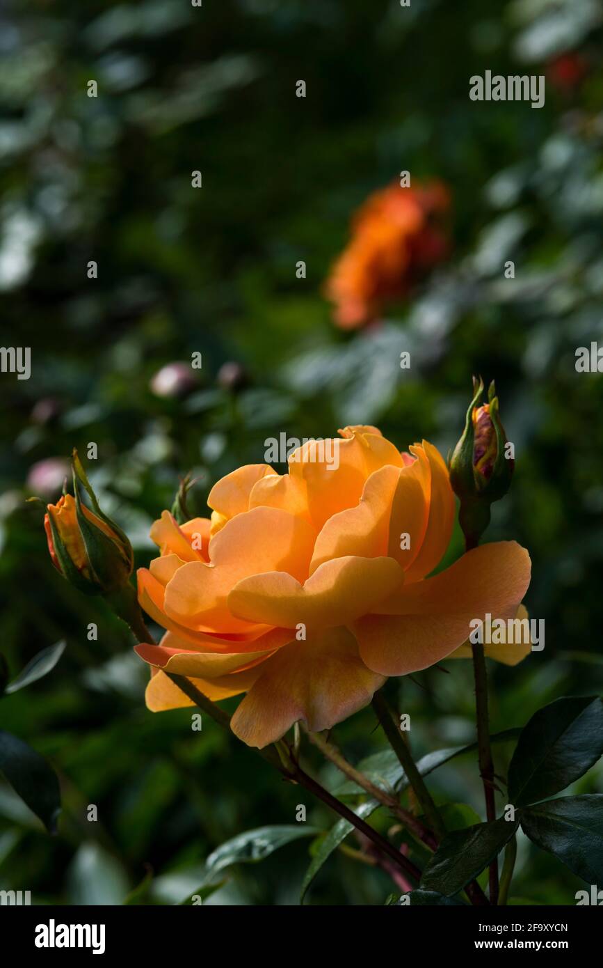 Colour pop rose hi-res stock photography and images - Alamy
