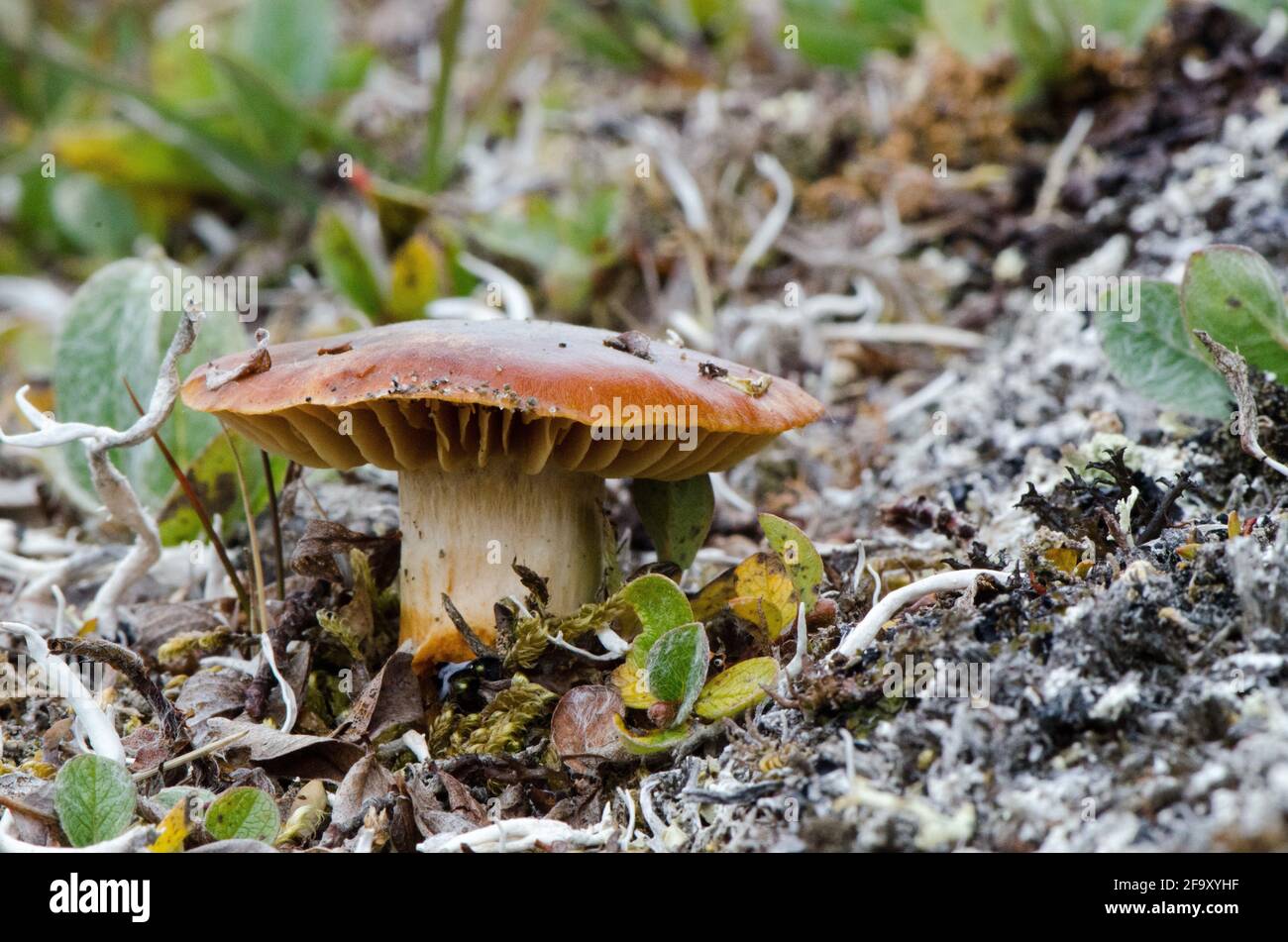 Close up of a red capped toadstool on forest floor showing gills ...