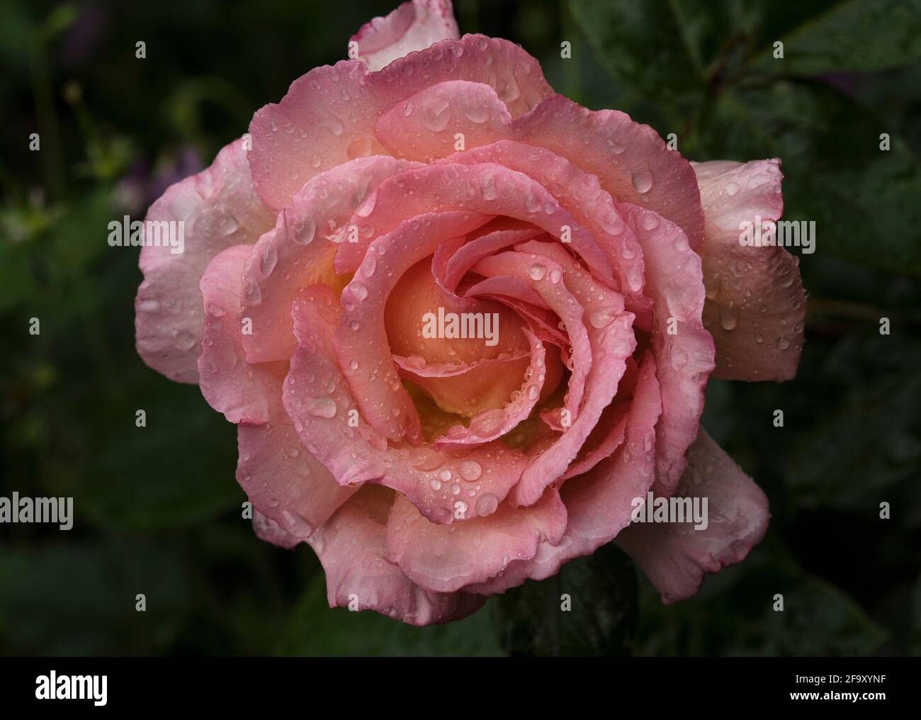Shower rose petals hi-res stock photography and images - Alamy