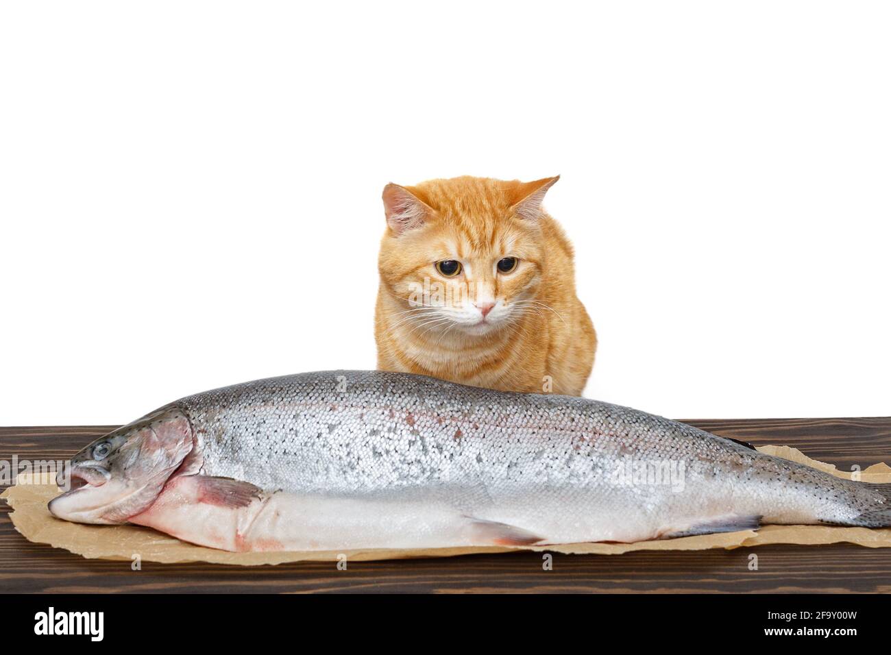 Large trout fish hi-res stock photography and images - Alamy