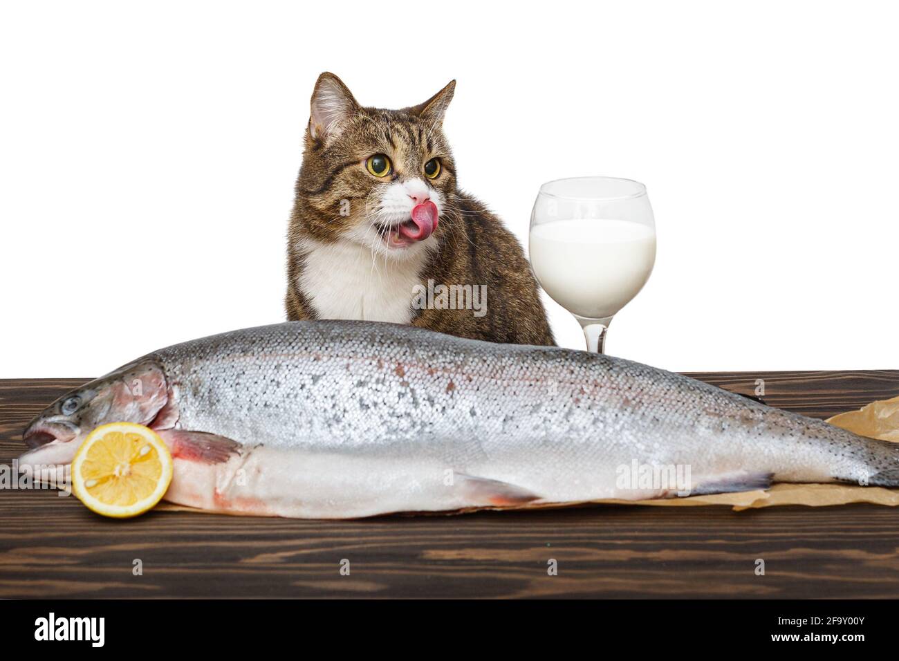 Gray trout hi-res stock photography and images - Alamy