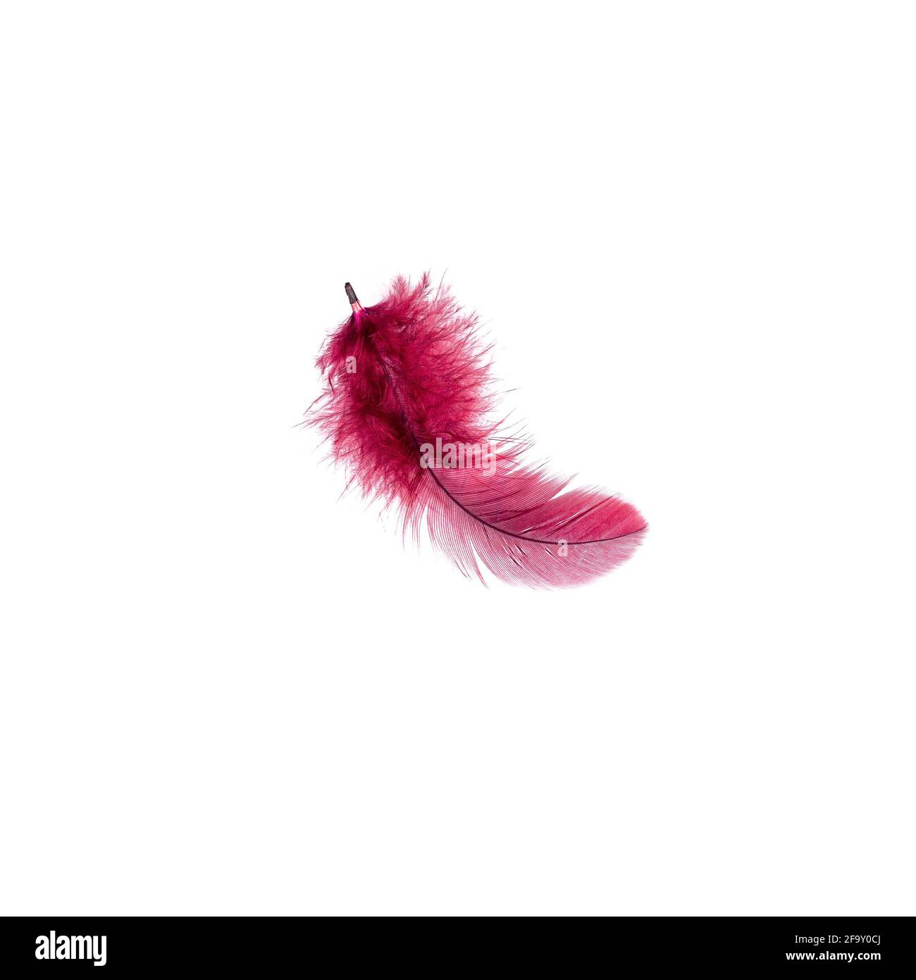Pink color bird Cut Out Stock Images & Pictures - Alamy