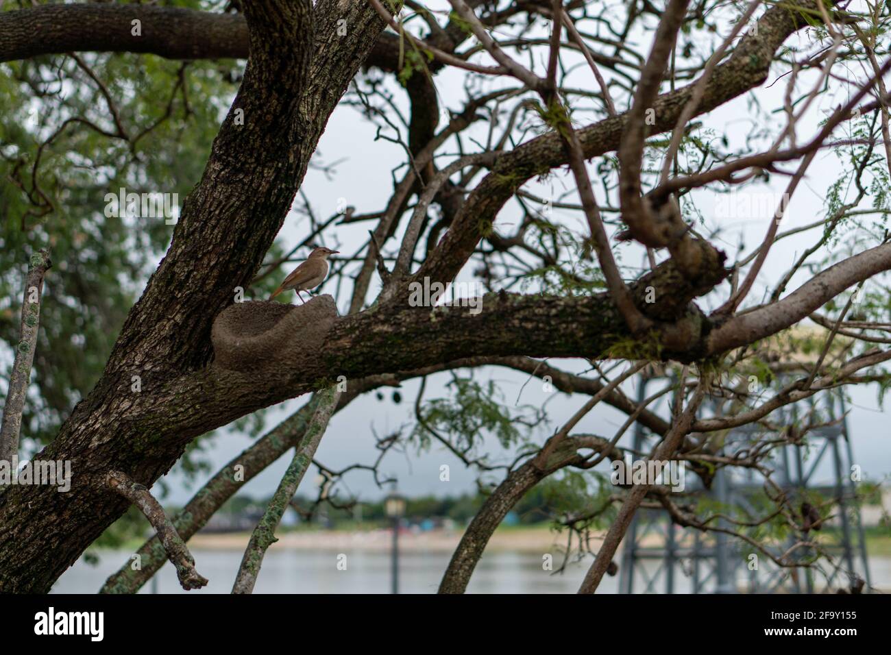Small brown common nightingale bird perching on the nest on the tree ...