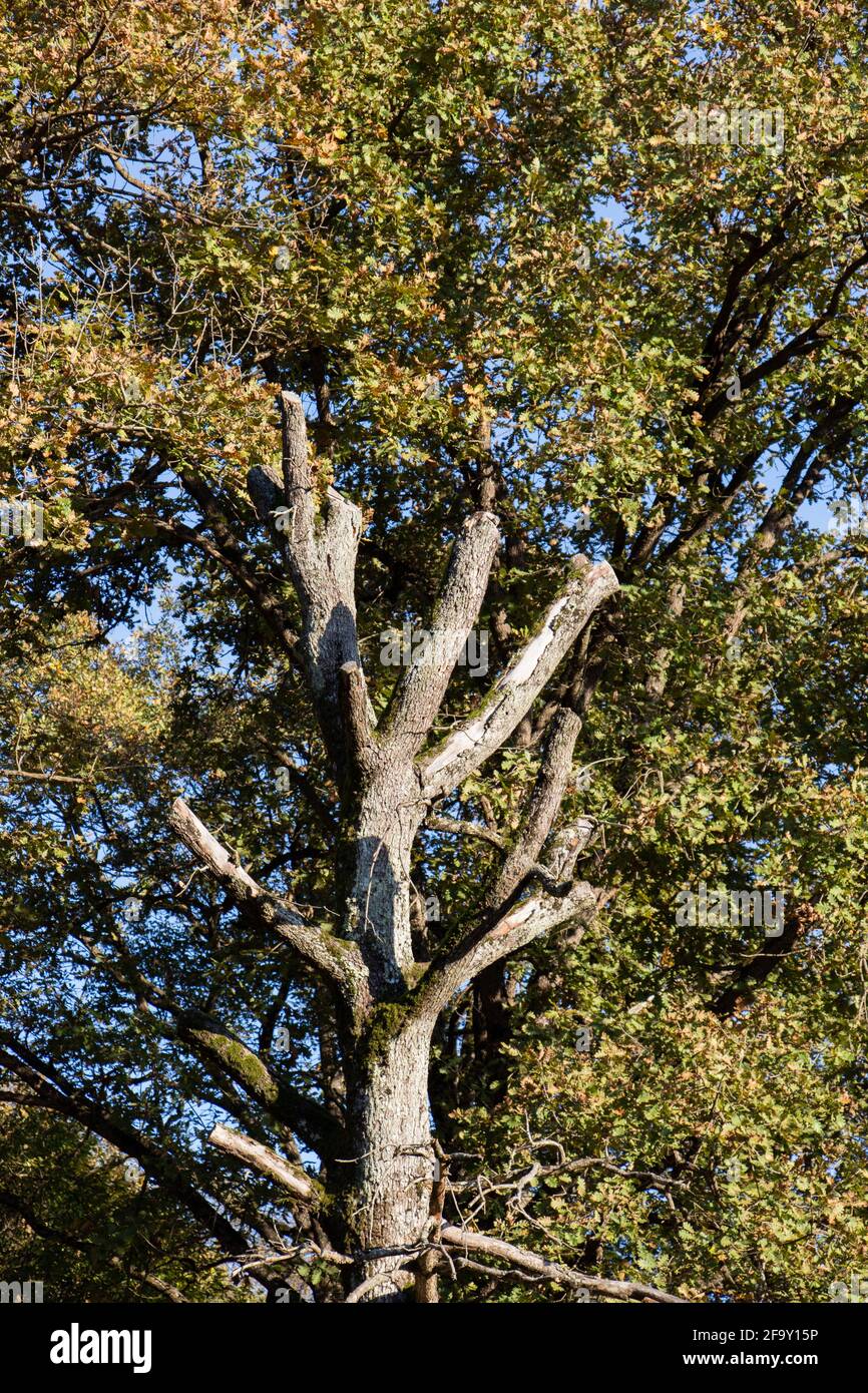 Autumn tree leaves texture background. leaf background texture Stock ...