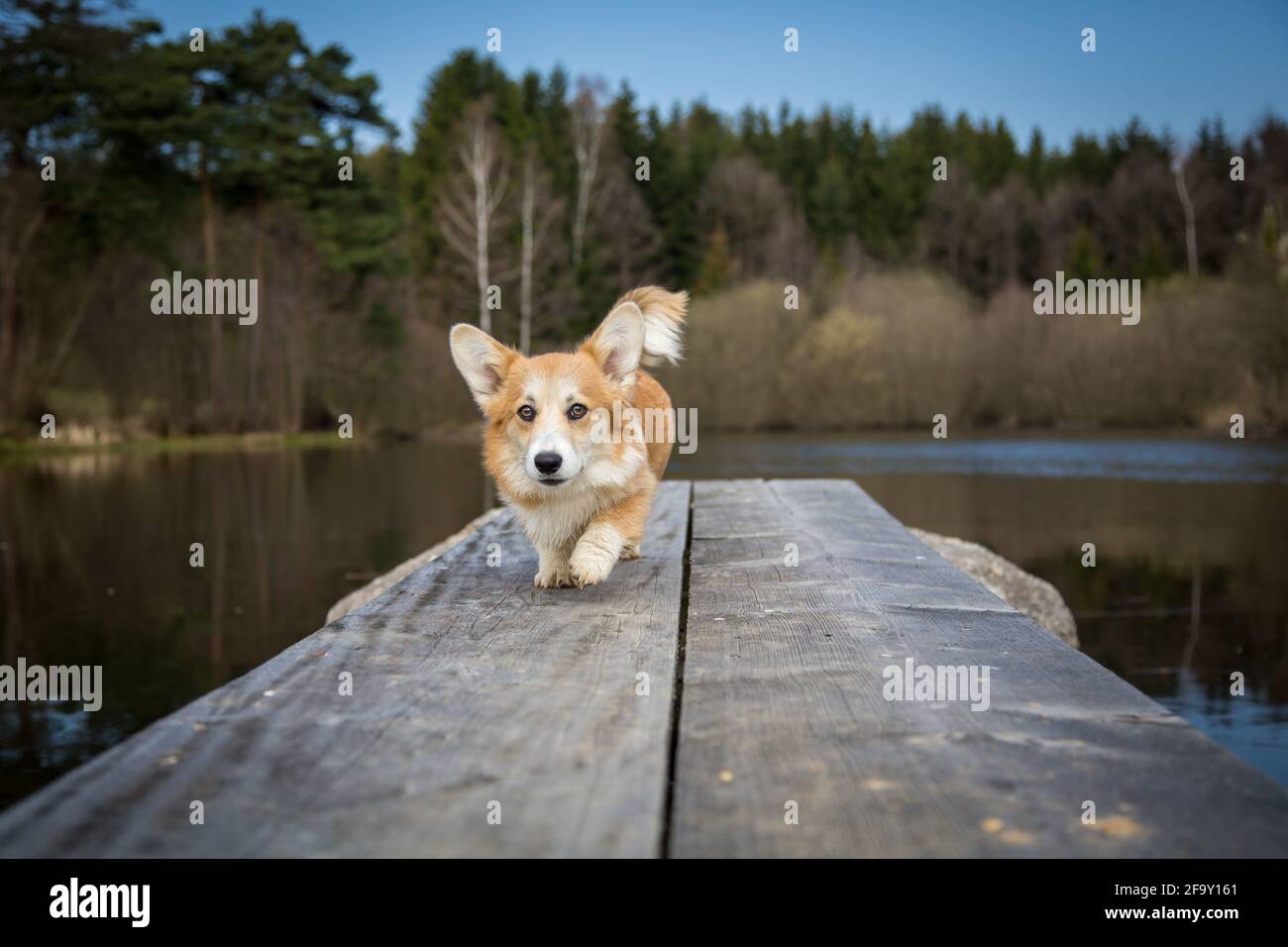 Corgi Jumping Off Dock