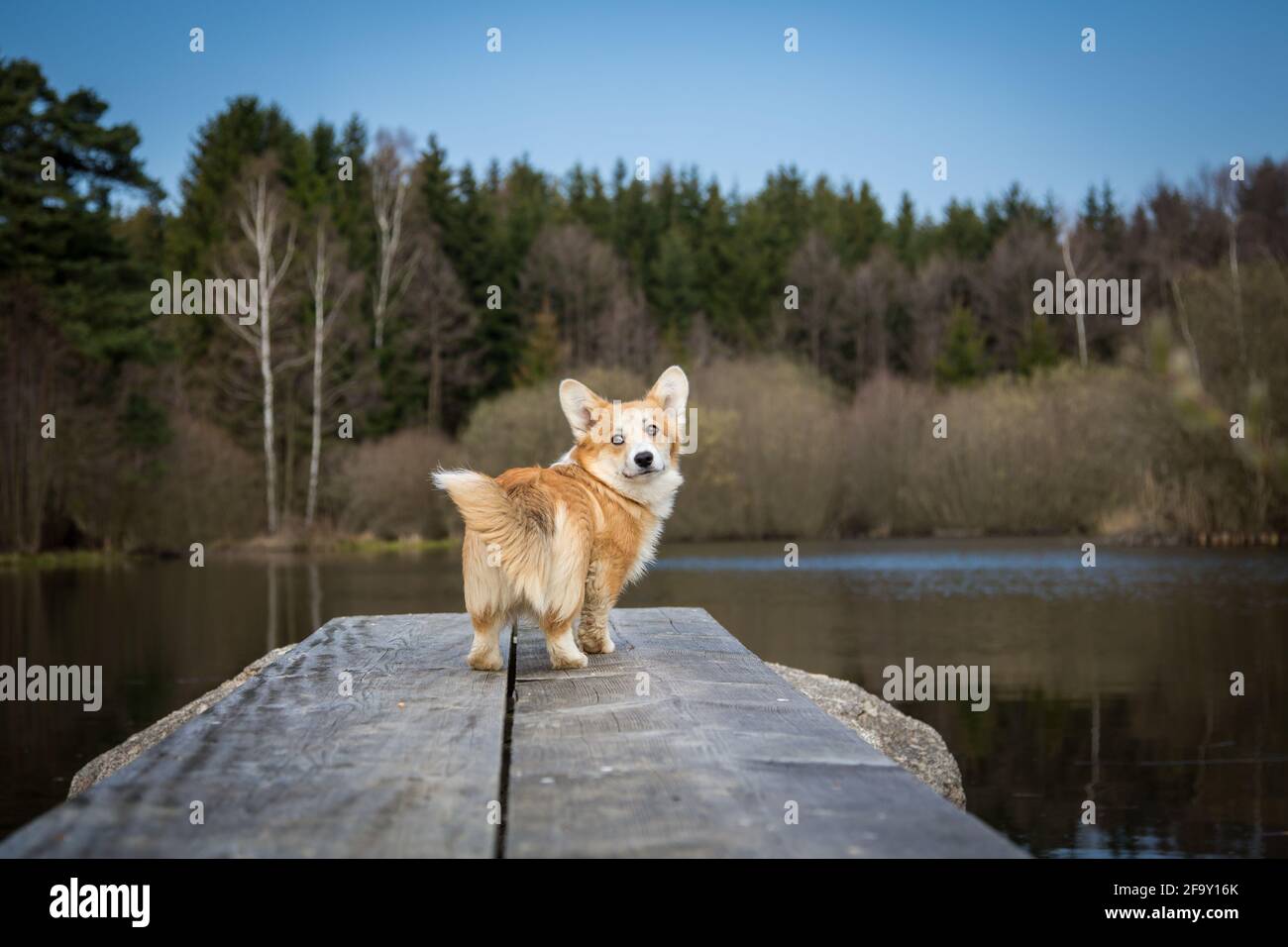 Dog lake dock hi-res stock photography and images - Alamy