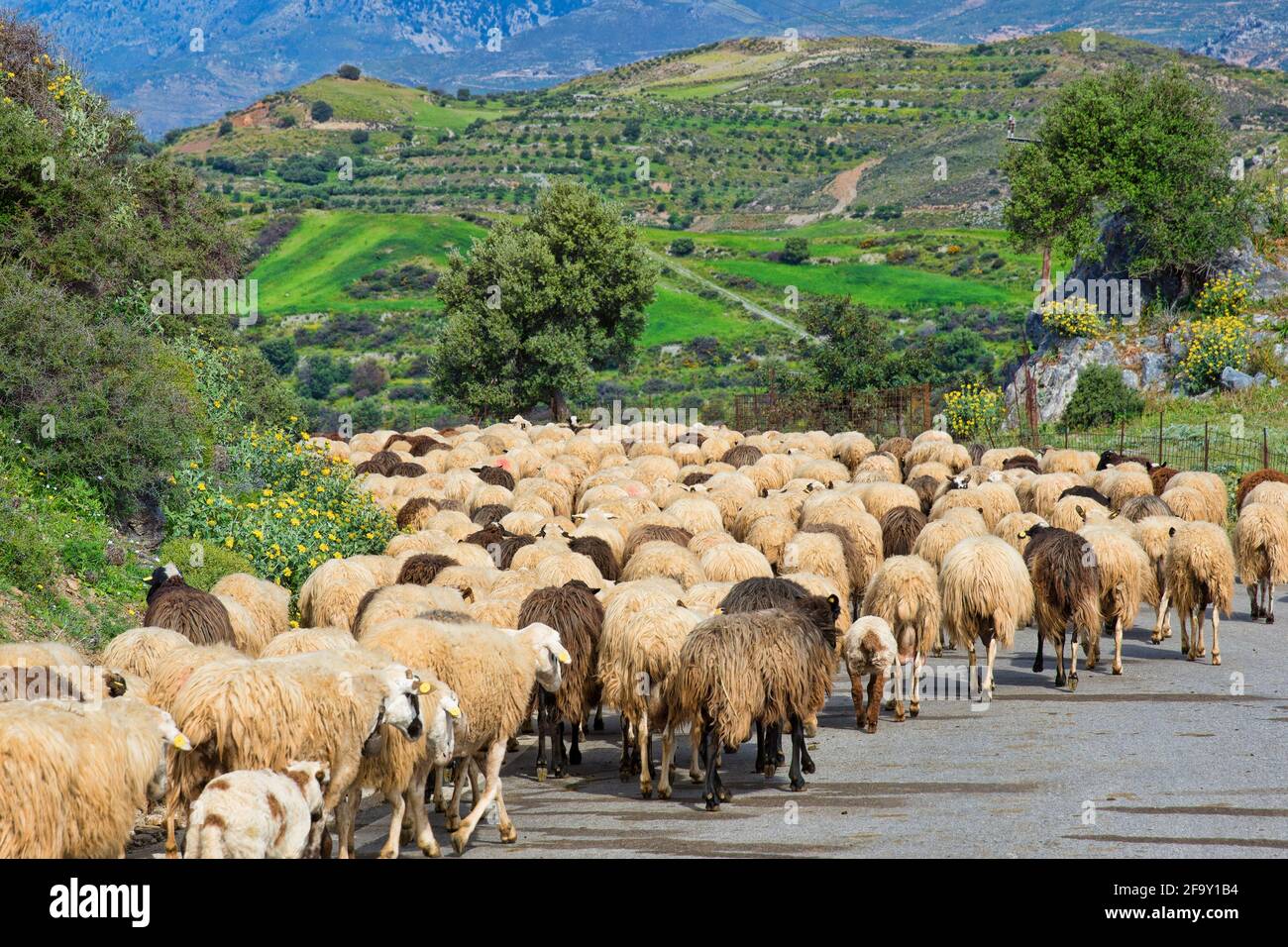 cattle on the road in Crete Stock Photo - Alamy