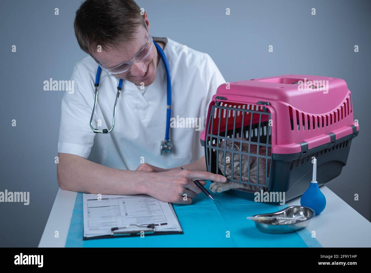 Tabby cute cat Scottish Straight breed on visit to vet doctor at animal ...