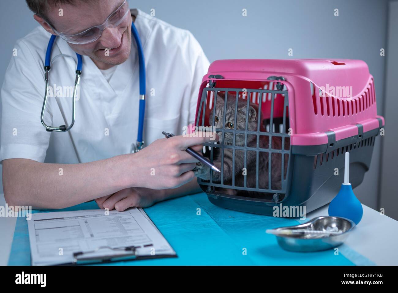 Cat in pet carrier on examination table of veterinarian clinic with pet ...