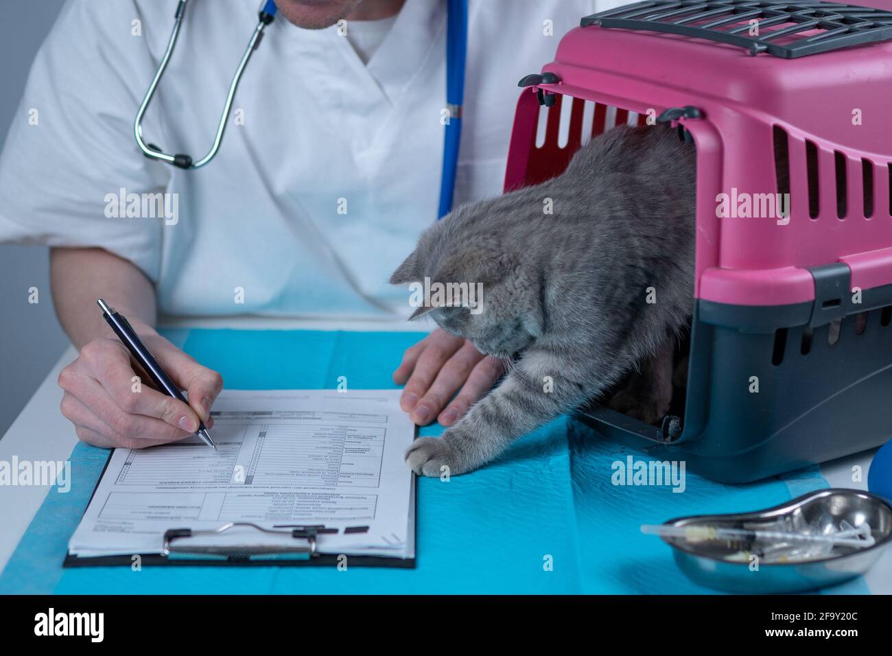Male veterinarian takes notes on health check of gray Scottish Straight ...