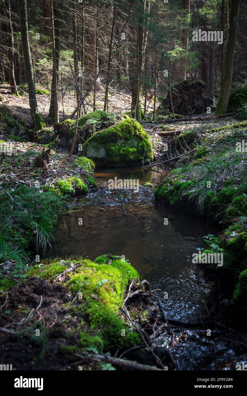Creek in the forest hi-res stock photography and images - Alamy