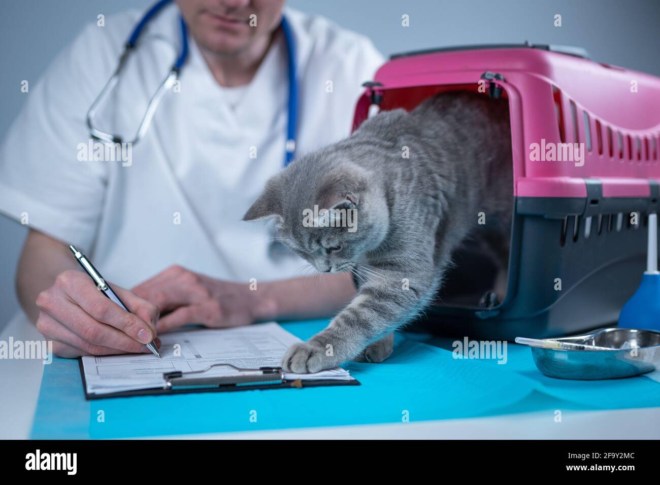Cat in pet carrier on examination table of veterinarian clinic with pet ...