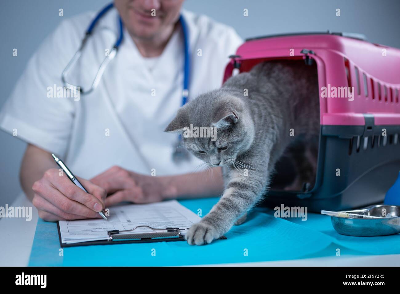 Male veterinarian takes notes on health check of gray Scottish Straight ...