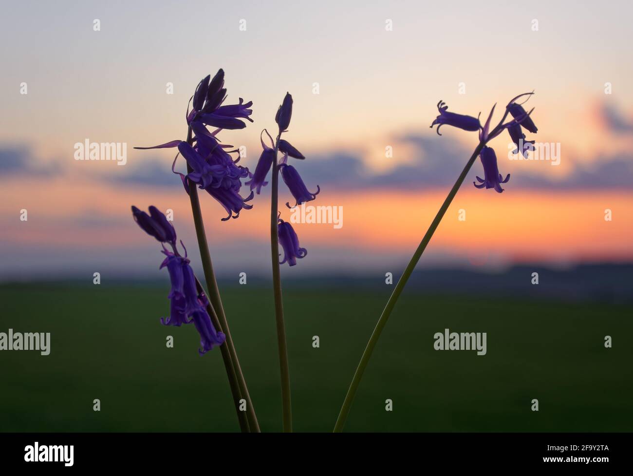 bluebells sunset sky Stock Photo - Alamy
