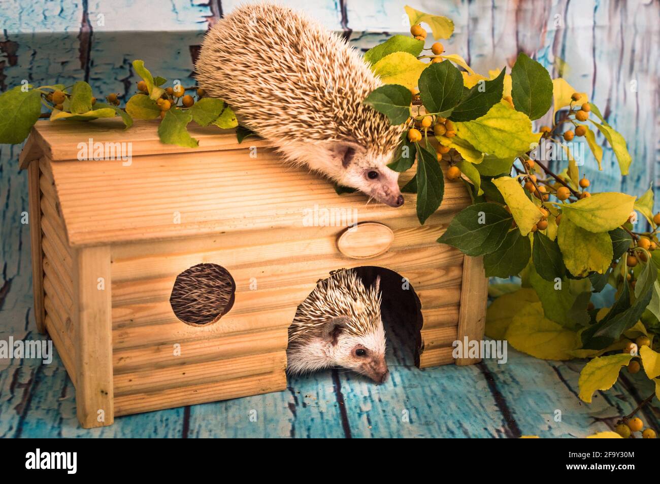 Hedgehog in a hedge hi-res stock photography and images - Alamy