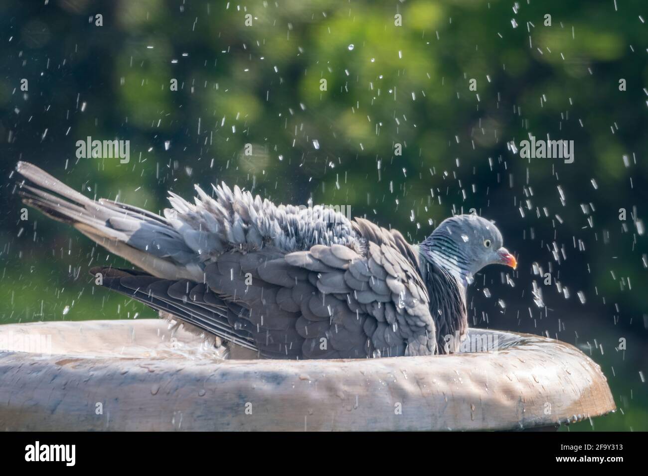 wood Pigeon taking a bath Stock Photo - Alamy