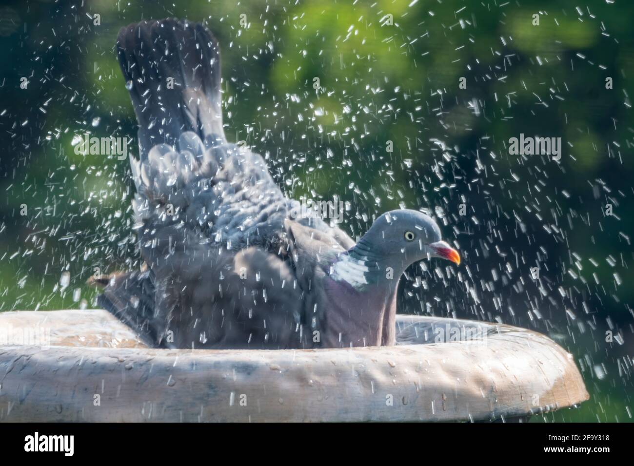 wood Pigeon taking a bath Stock Photo - Alamy