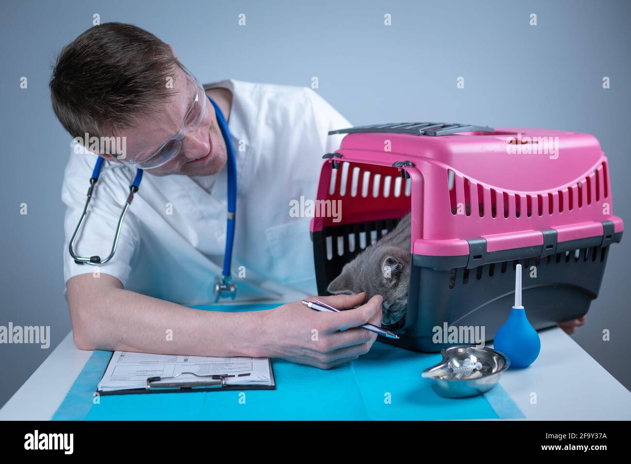 Cat in pet carrier on examination table of veterinarian clinic with pet ...