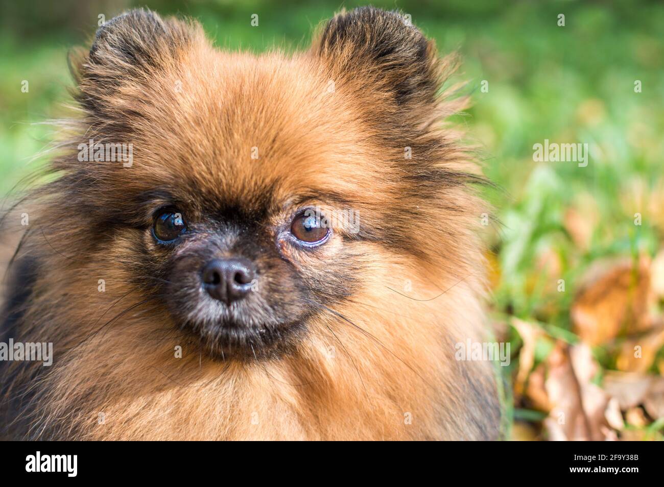 Pomeranian dog portrait hi-res stock photography and images - Alamy