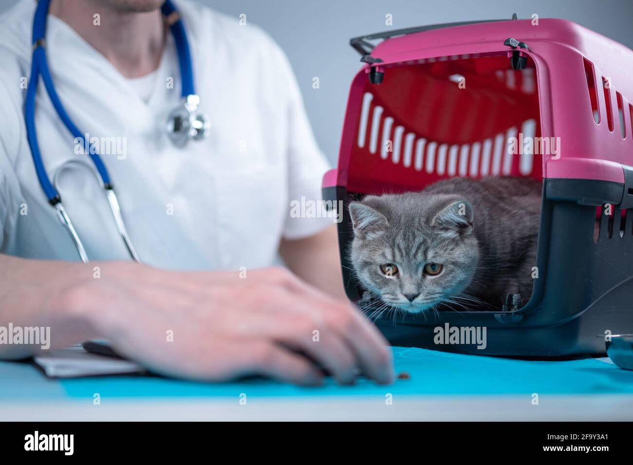 Cat in pet carrier on examination table of veterinarian clinic with pet ...