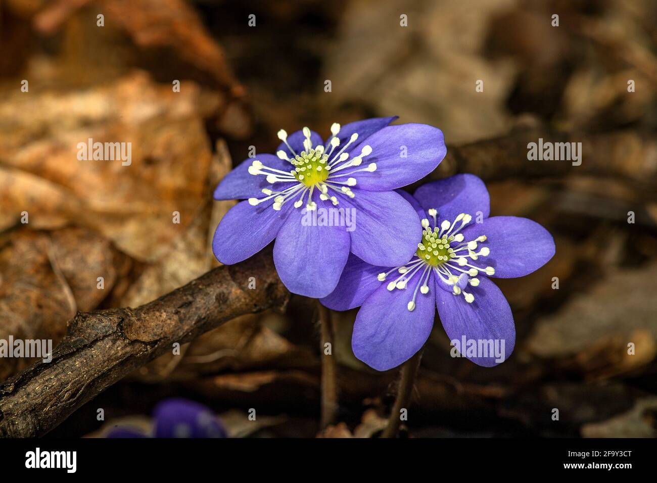 Blue nemone hepatica (Hepatica nobilis), the common hepatica, liverwort ...