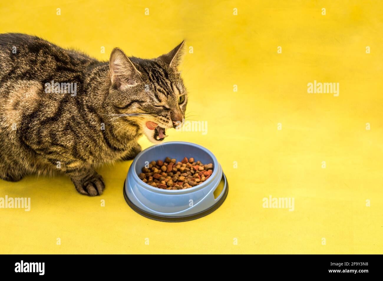 happy cat eats with great appetite. Cat food concept Stock Photo - Alamy