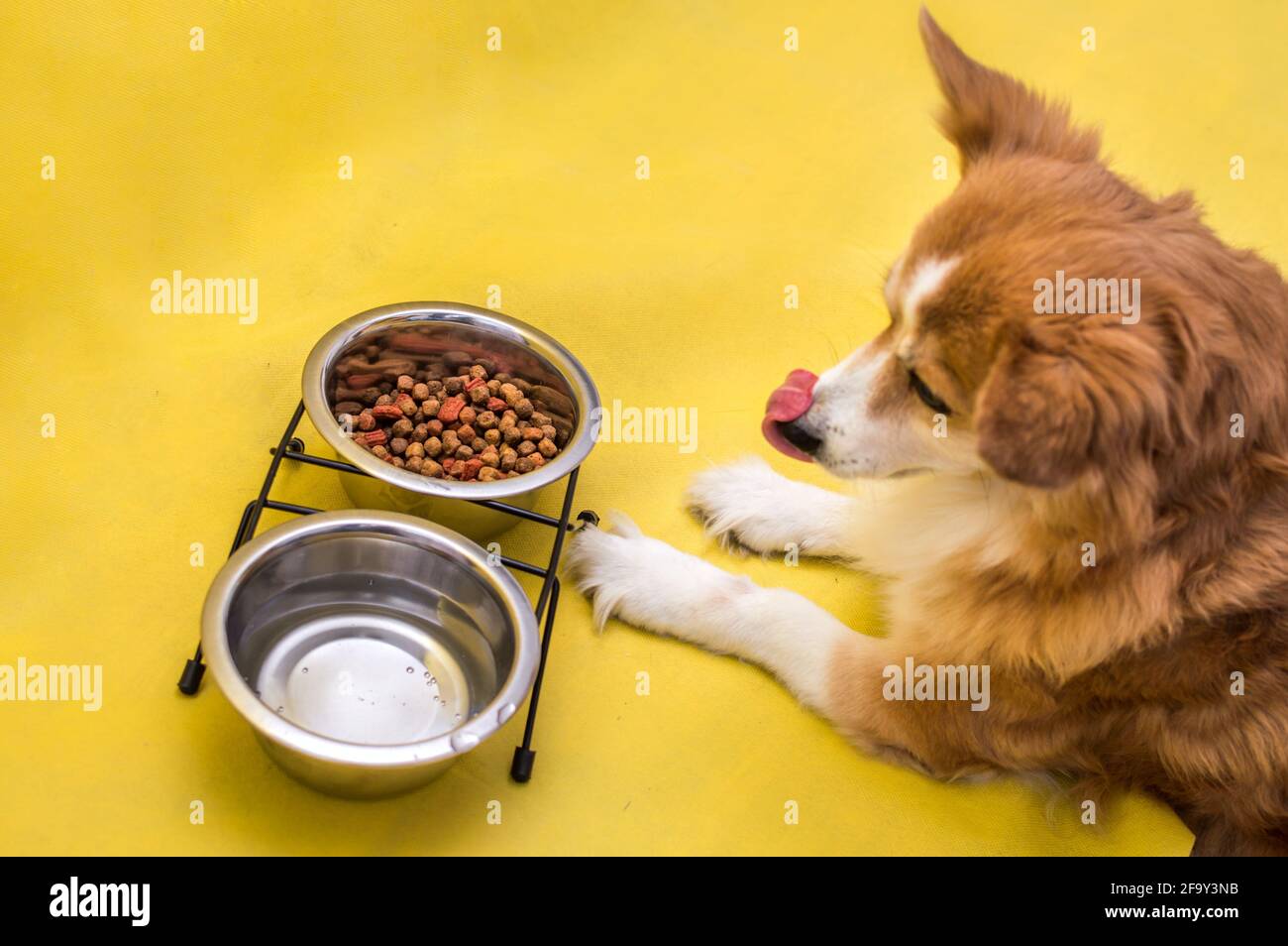 Happy dog licks his tongue and looks at a bowl of food Stock Photo - Alamy