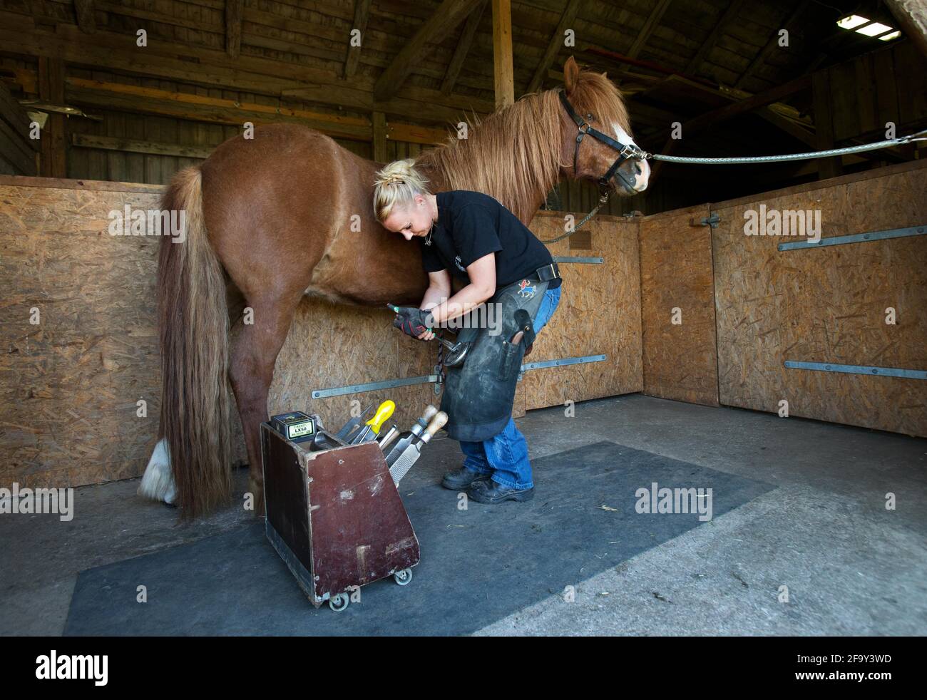 Female farrier hi-res stock photography and images - Alamy